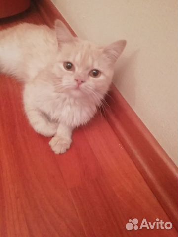 Котенок в добрые руки