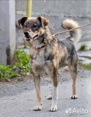 Хатико-молодой пёс брошенный на развалинах дома. П