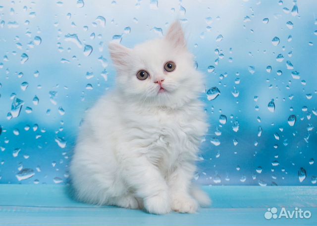 Британский котик