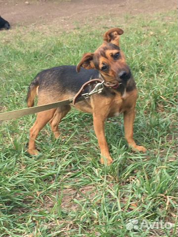 Ищет дом мелкая собачка Боня