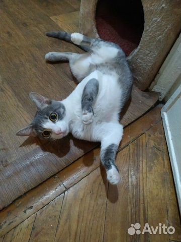 Эгейский котенок