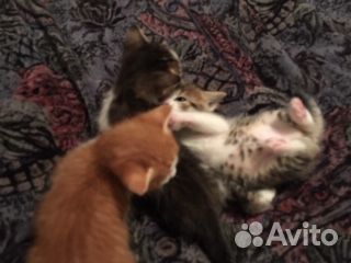 Котята - чудные мальчики