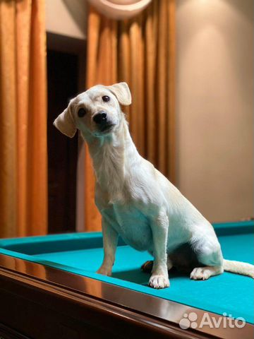 В добрые руки