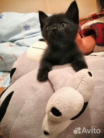 Котята полупородистые