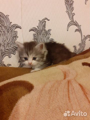 Британские котята в добрые руки