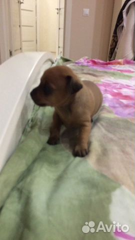 Щеночек породы Той-терьер