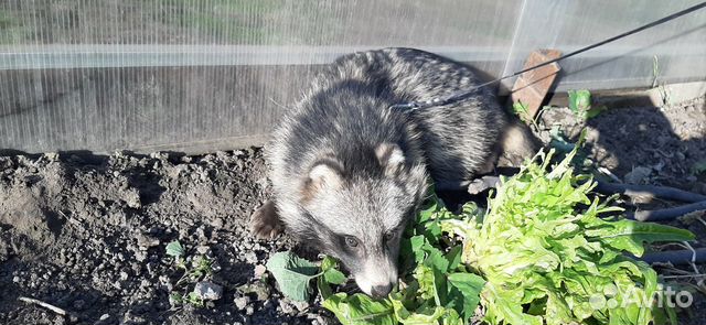 Енотики (Уссурийский енот)