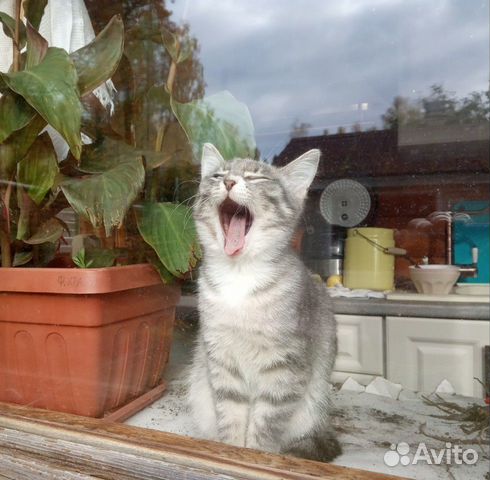 Котенок в добрые руки