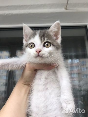 Кот Арчибальд