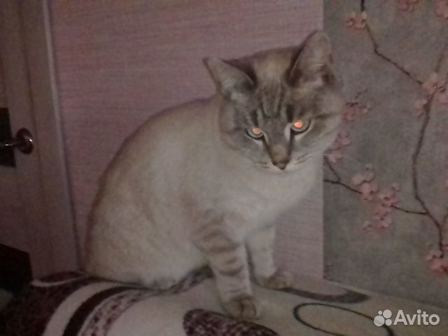 Отдам кота в добрые руки