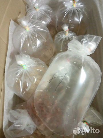 Аквариумная рыба оптом доставка в Волгоград