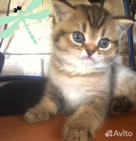 Шотландские прямоушки, мальчик и девочка