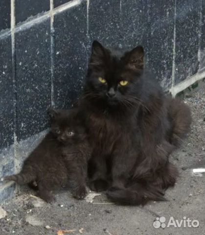 Кошка в добрые руки