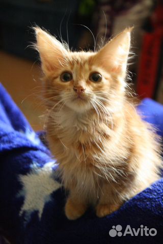 Шикарный рыжий котенок ищет дом