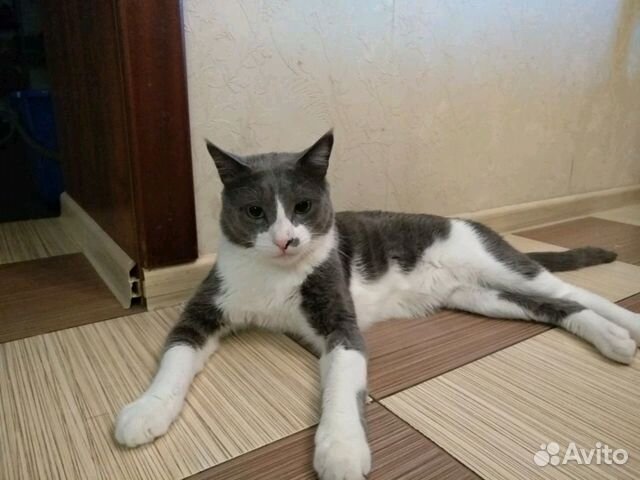 Шикарный ласковый котяра Самир