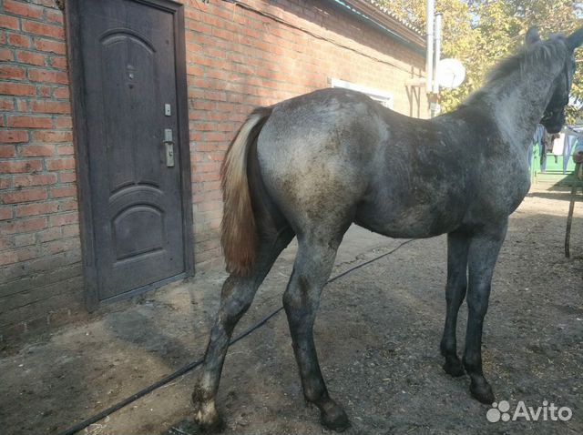 Продаётся жеребчик
