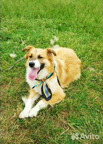 Бордер-колли Фокси ищет дом