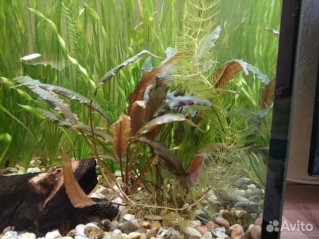 Аквариумные растения