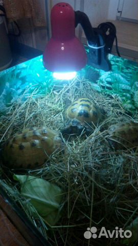 Черепашки сухопутные, среднеазиатские