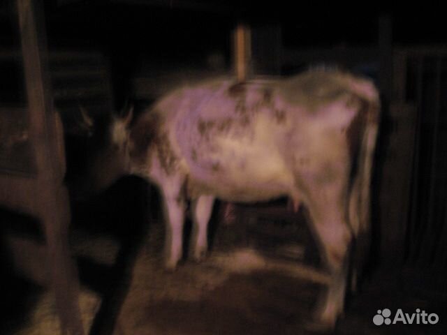 Продам корову сементалка,стельная вторым отелом