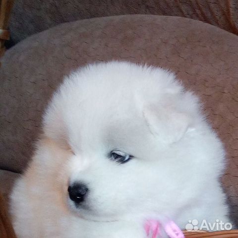 Малышки - красавицы - самоедочки