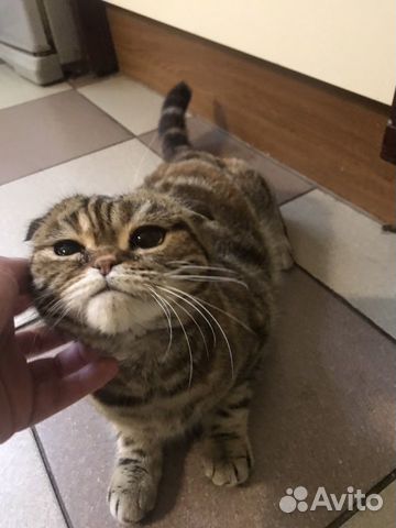 Шотландка вислоухая