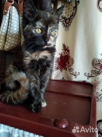 Трехцветная Клёпа, 4 месяца