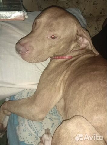 Питбуль вязка