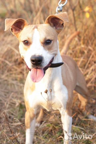 Годовалый стаффенок Джаз в дар