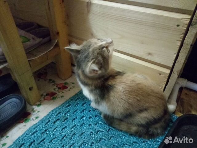 Отдам двух котят (девочки). Очень красивые, умные