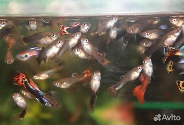 Гуппи стайка