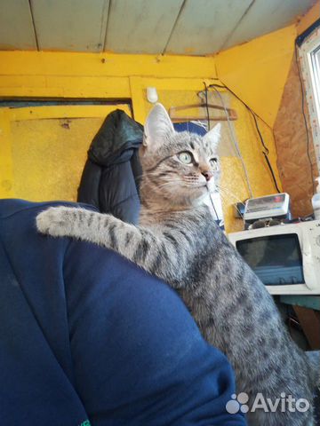 Котенок Боба