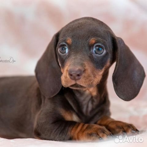 Щенки таксы