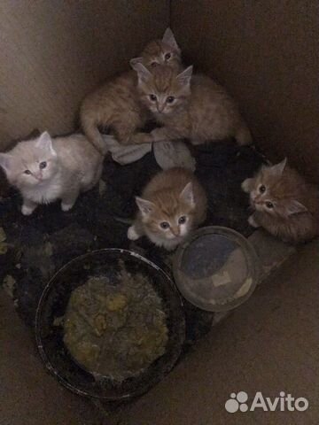 Котята отдам в добрые руки. спасите а то их утопят