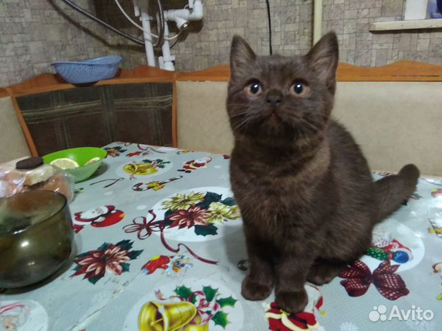 Британская кошечка