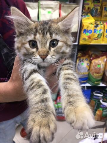 Вот такие мы две девочки красивые Хотим обрести до