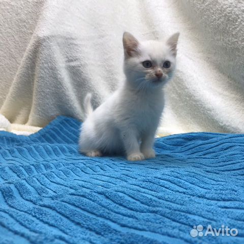Леди Снежана котёнок девочка 2 месяца