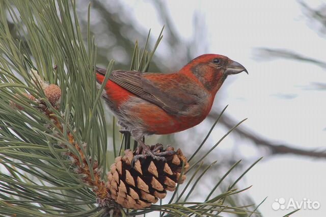 Красные клесты