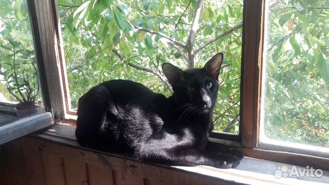 Ориентальный кот на вязку