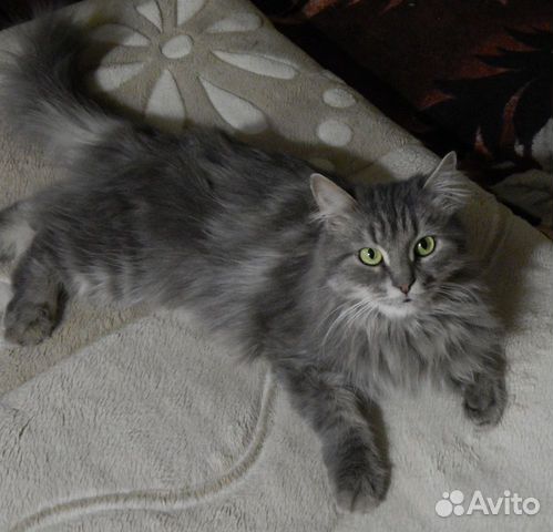 Кошка Маруся в добрые руки