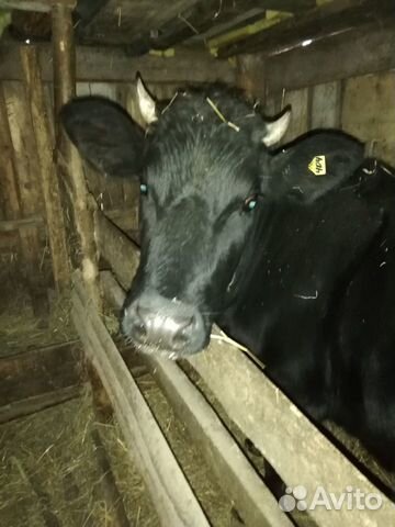 Продаётся первотёлка