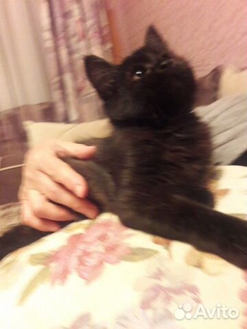 Кошечка черненькая 3 месяца