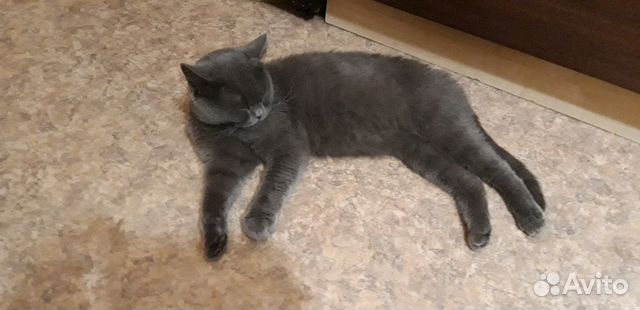Британская короткошерстная