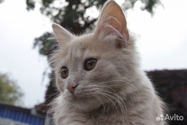 Маленькая Ириска в добрые ручки