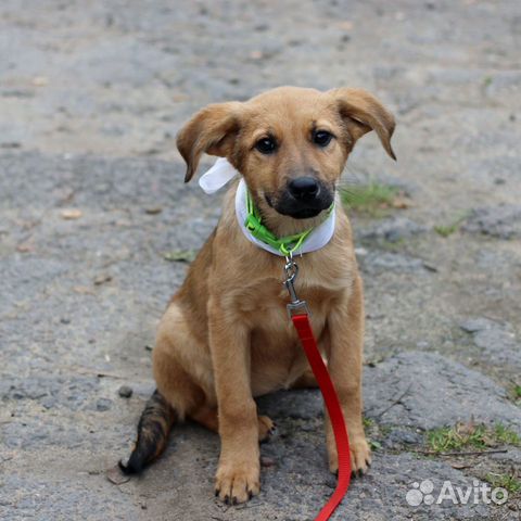 Милашка Шерил Ли из приюта