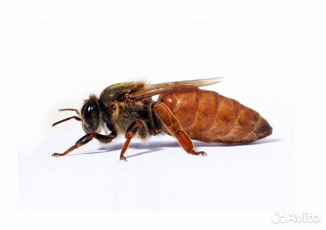 Племенной- островной Бакфаст матка