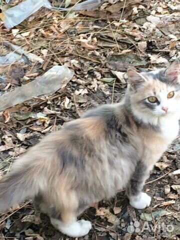 Малыши ищут дом