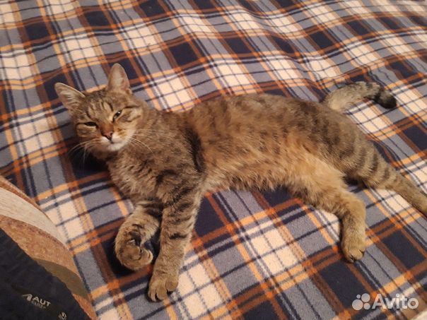 Молодой,ласковый кот Руди ищет дом