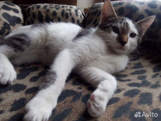 Продам котят