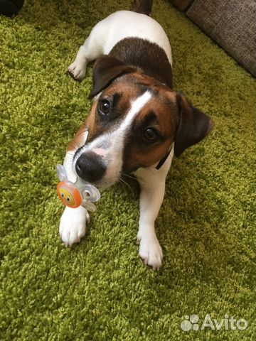 Джек-Рассел Терьер